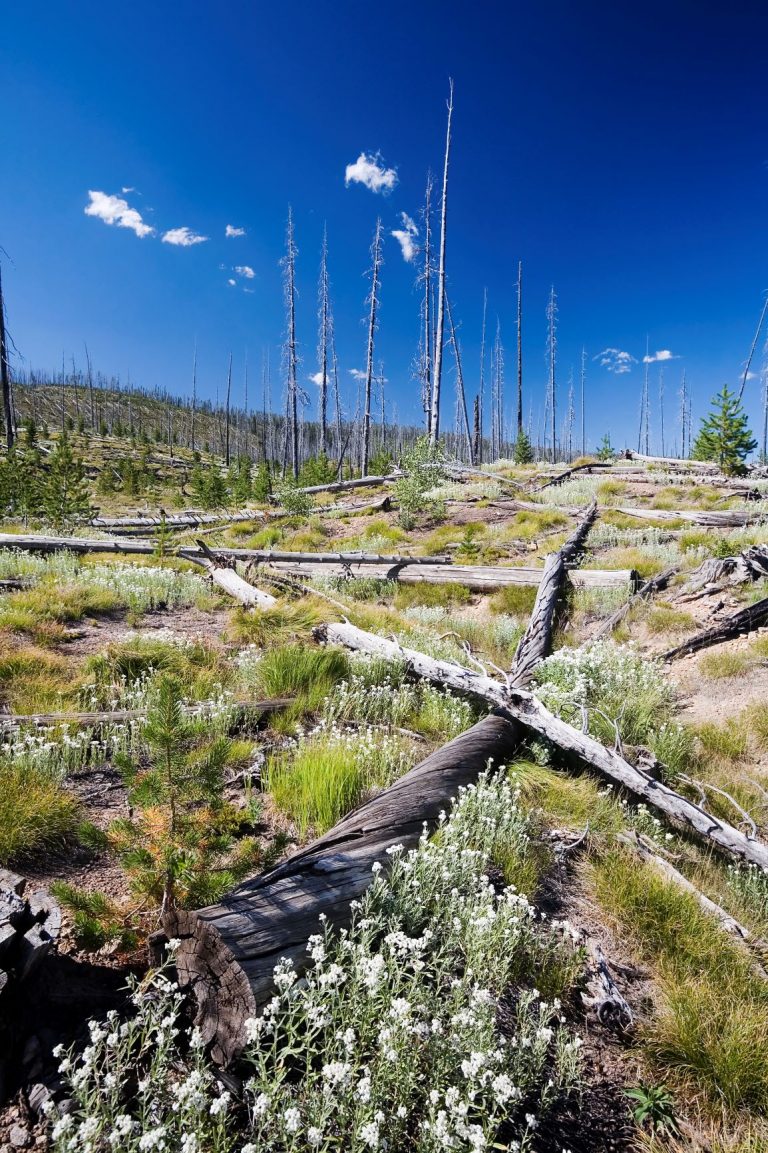 Recovery – After The Flames